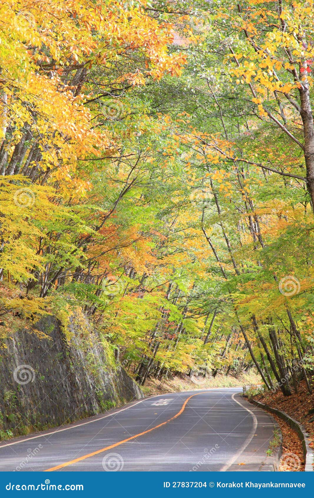 Colorfull Autumn Tree in Nikko Japan Stock Photo - Image of green ...