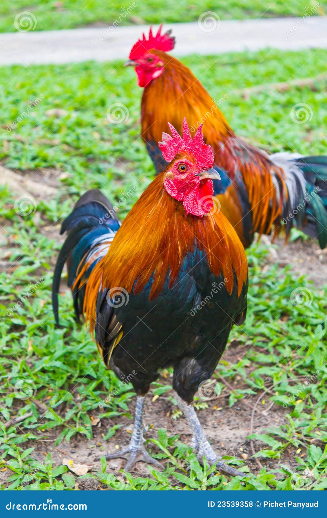 Colorfull of the Bantam in the Green Field Stock Photo - Image of high ...