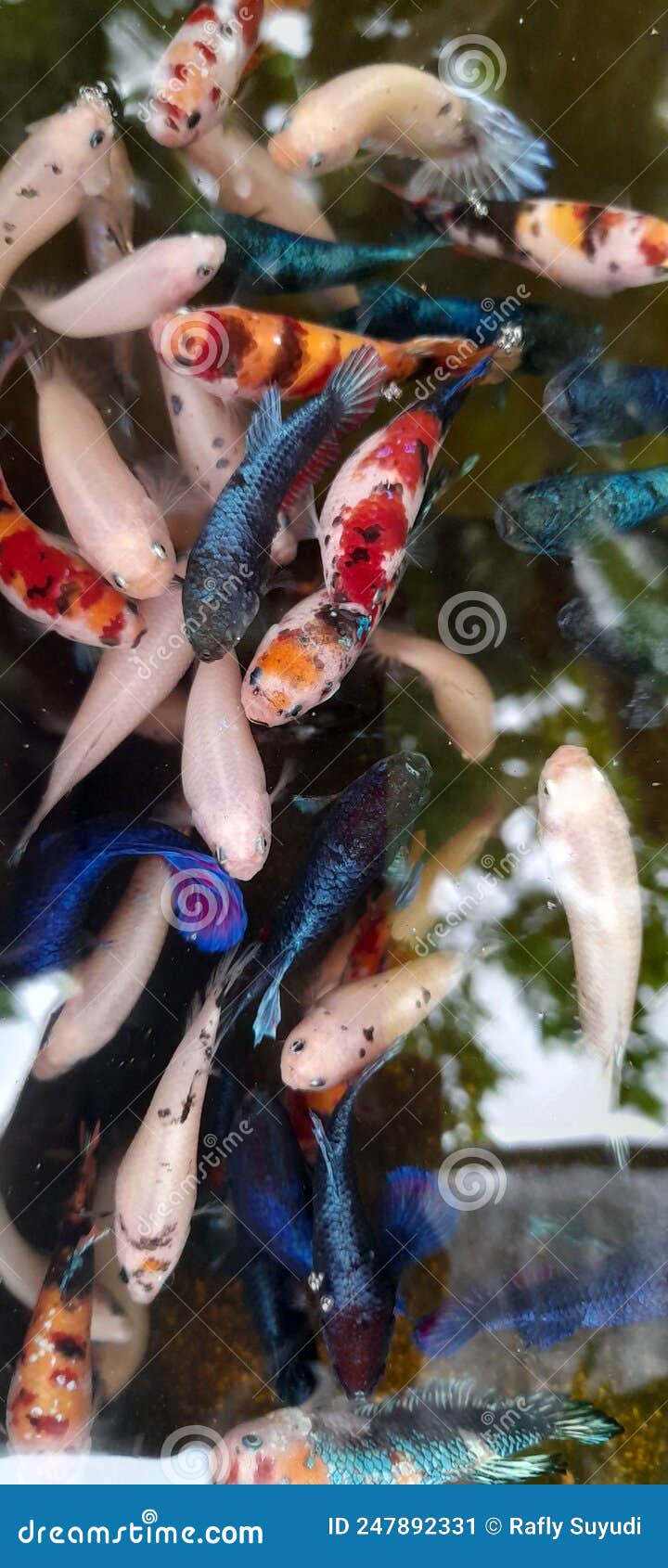 Colorful beta fish stock image. Image of beta, wildlife - 247892331