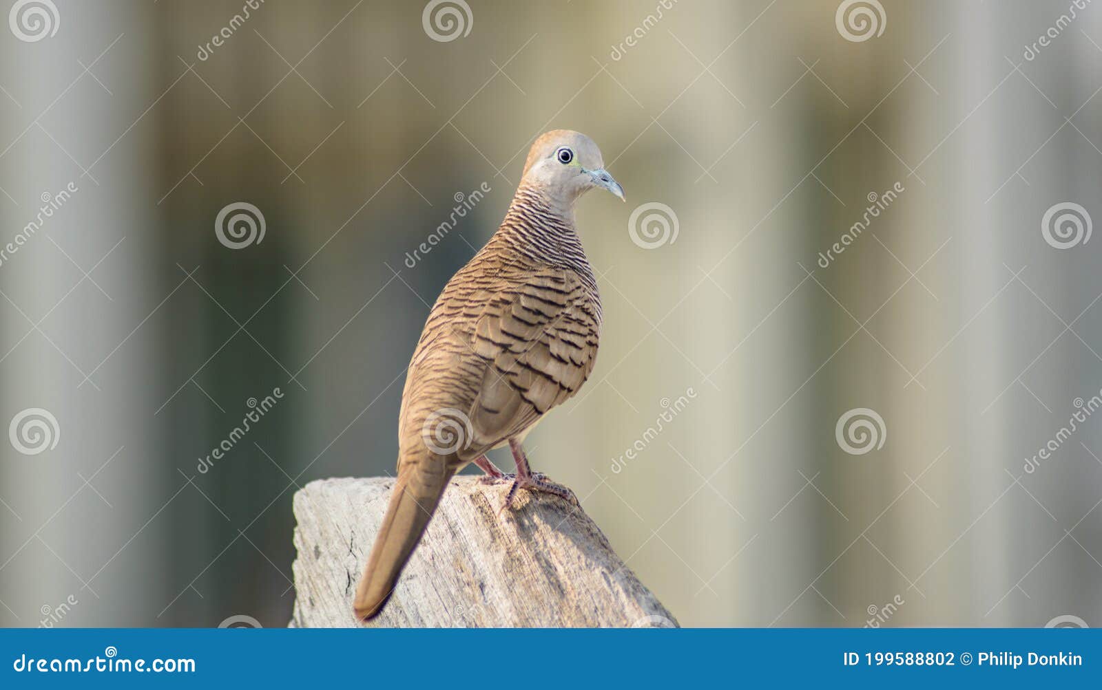 Colorful blue faced bird stock photo. Image of flight - 199588802