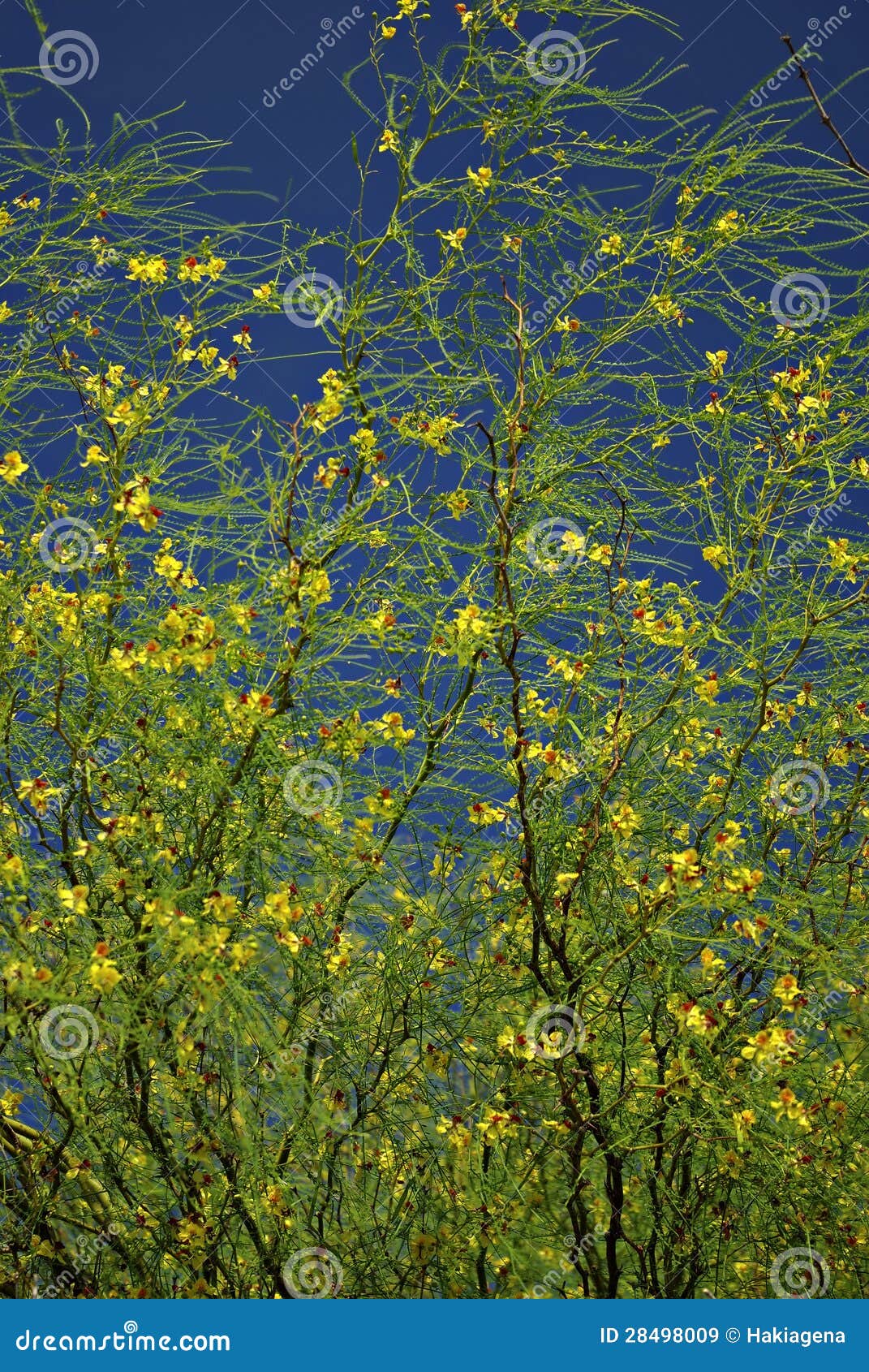 Colorfull Bush stock image. Image of fruit, growing, closeup - 28498009