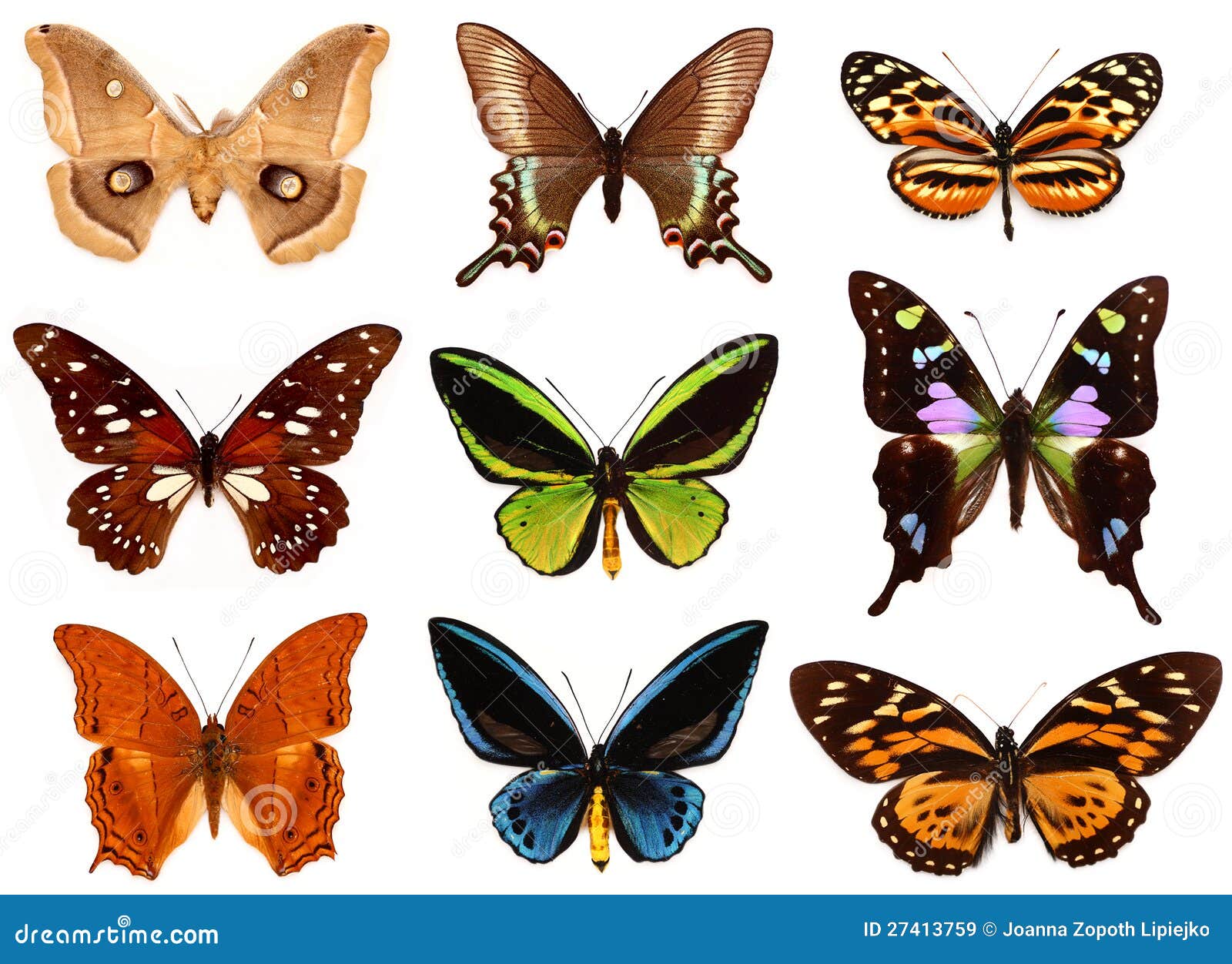 Colorfull butterflies stock image. Image of wildlife - 27413759