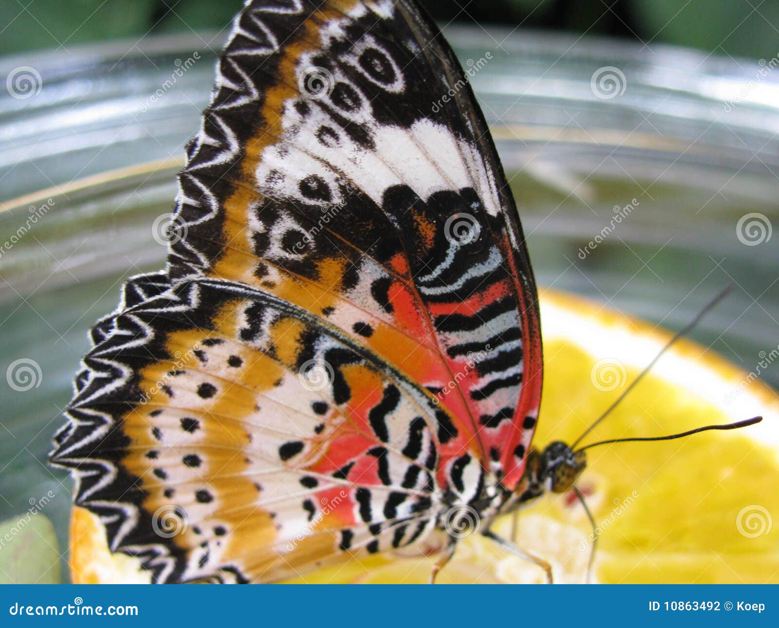 Colorfull Butterfly stock photo. Image of insect, colorfully - 10863492