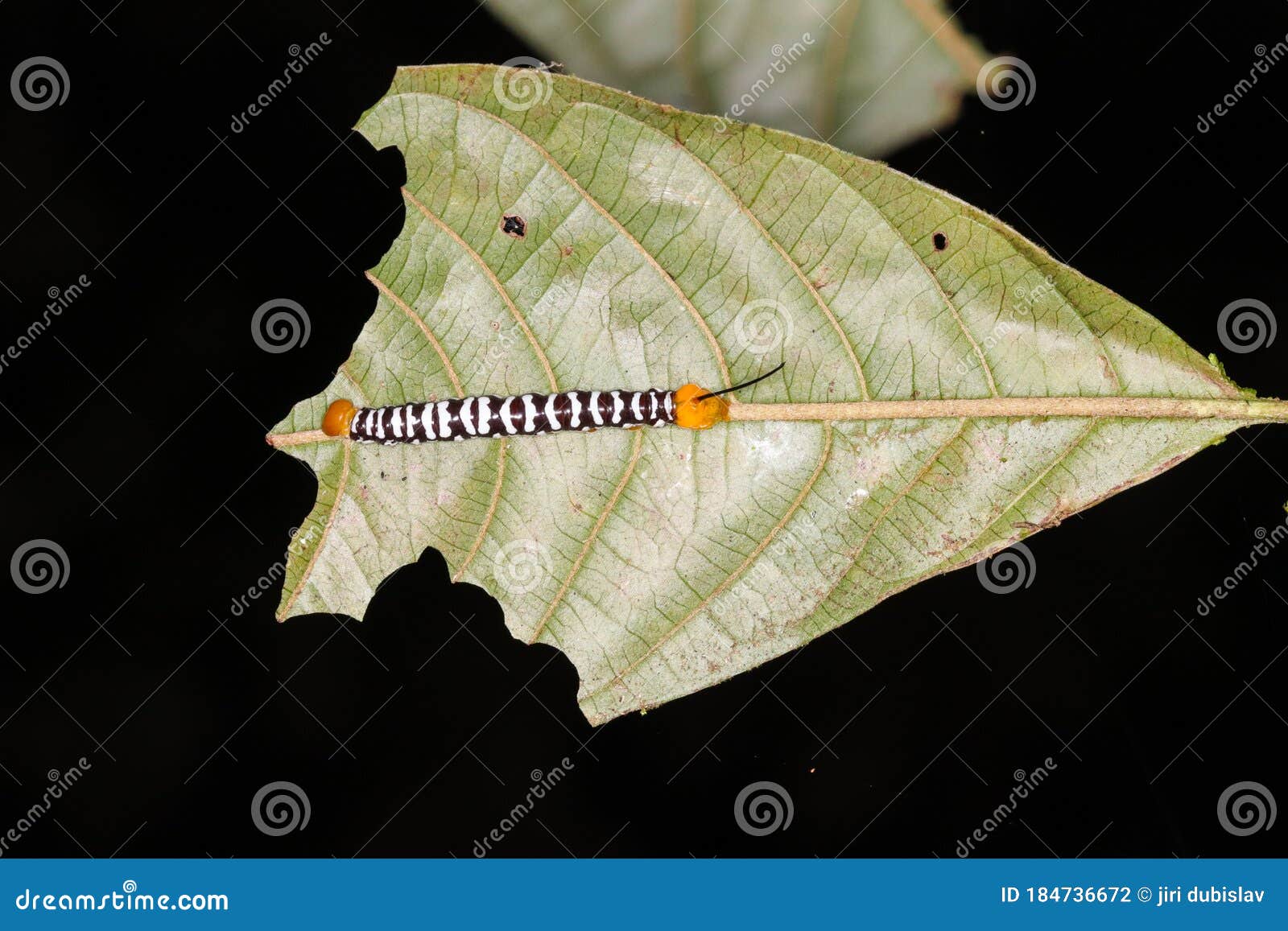 Colorfull Caterpillar Rainforest Jungle Stock Photo - Image of plant ...