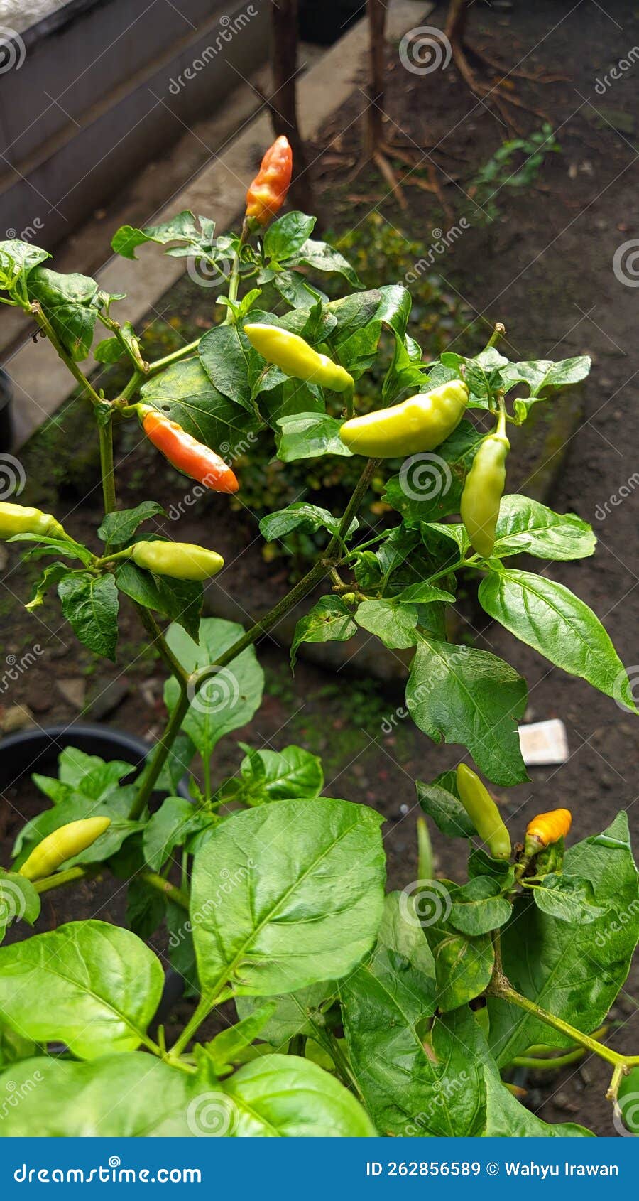 Colorfull Chilli on the Tree Stock Image - Image of produce, yellow ...