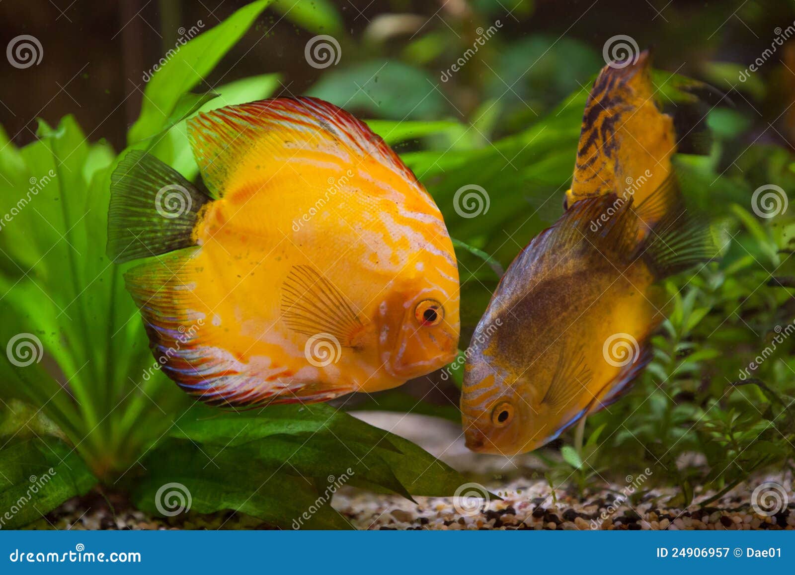 Colorfull Discuses In Aquarium Royalty-Free Stock Photo | CartoonDealer ...