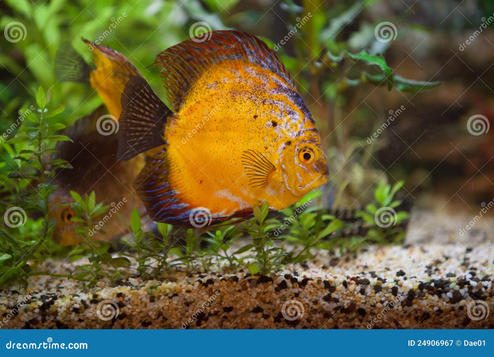 Colorfull Discuses In Aquarium Royalty-Free Stock Photo | CartoonDealer ...