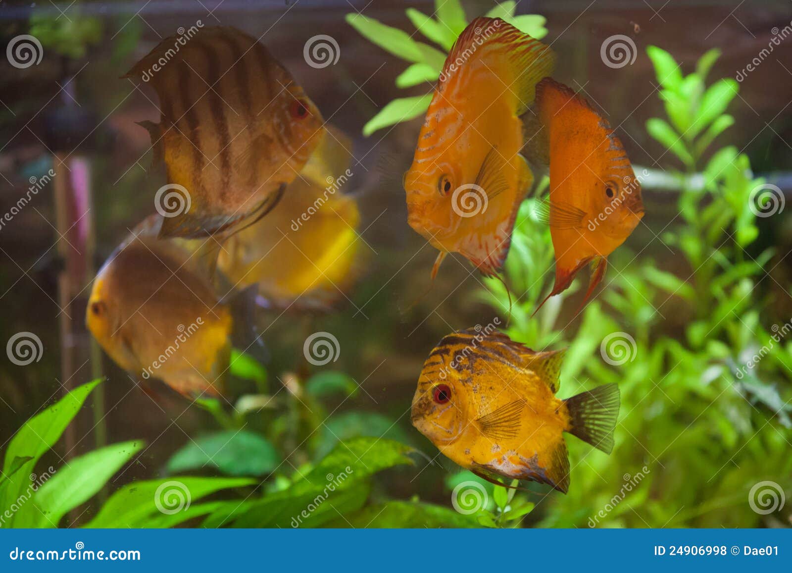 Colorfull Discuses in Aquarium Stock Photo - Image of discus, life ...