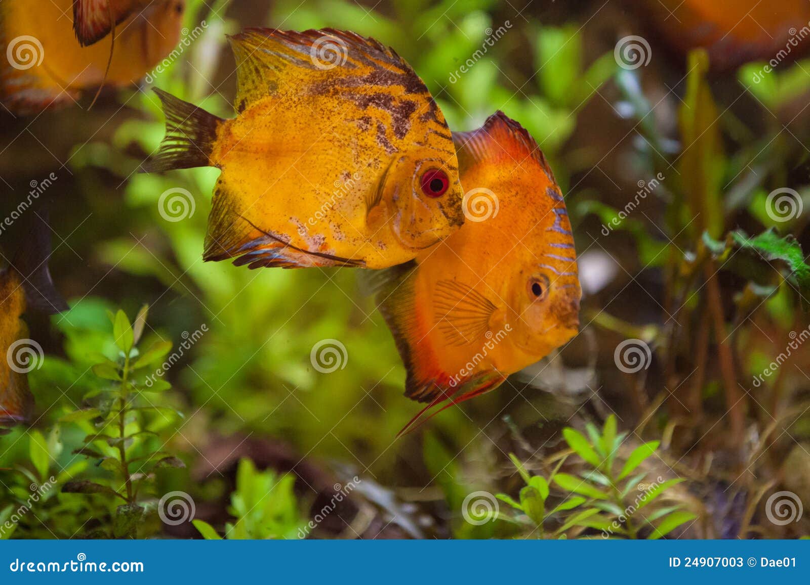 Colorfull Discuses In Aquarium Royalty-Free Stock Photo | CartoonDealer ...