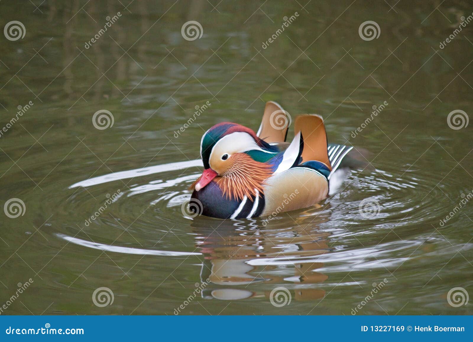 Colorfull duck stock image. Image of duck, wildlife, sequence - 13227169