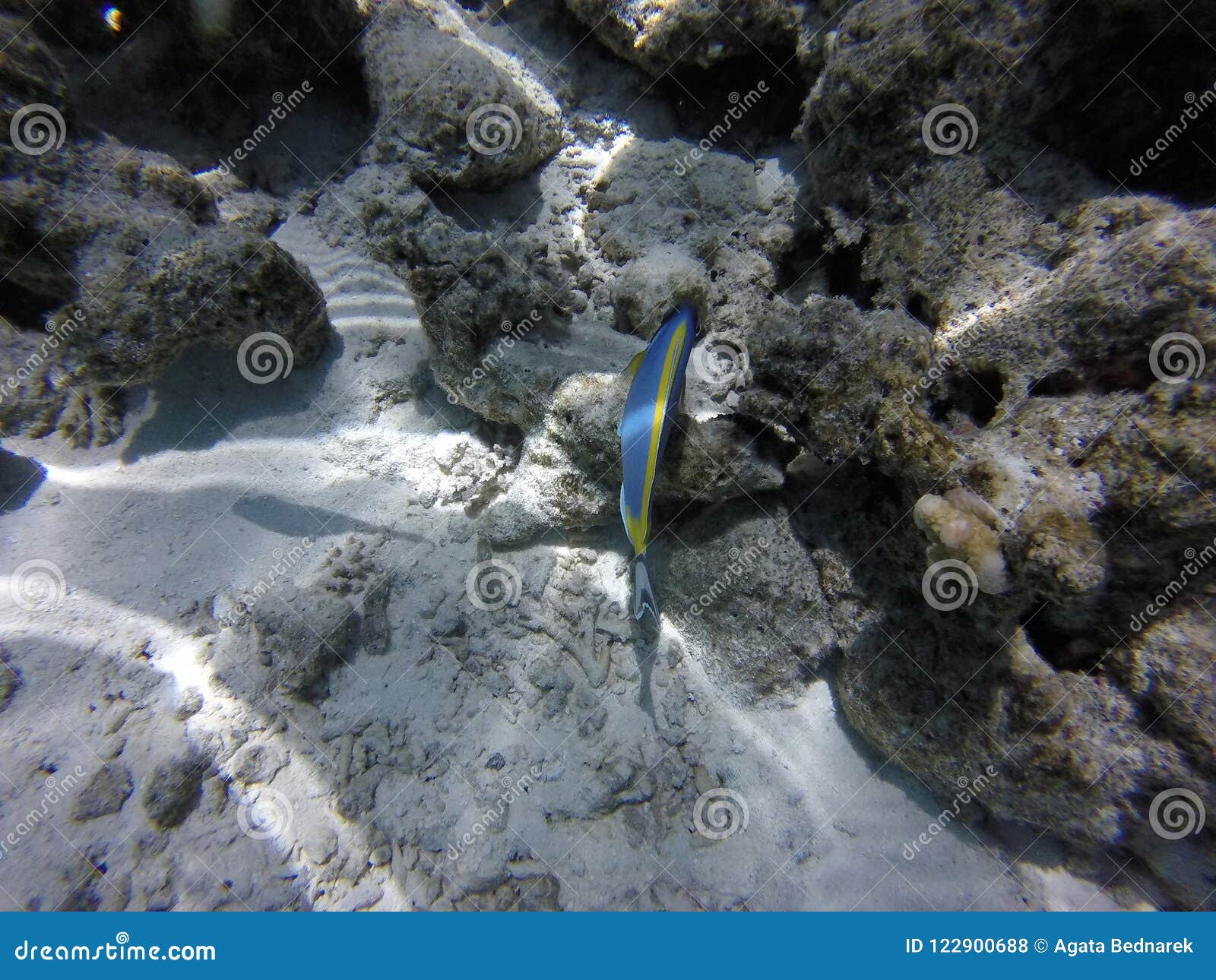 Colorfull fisch underwater stock photo. Image of diving - 122900688