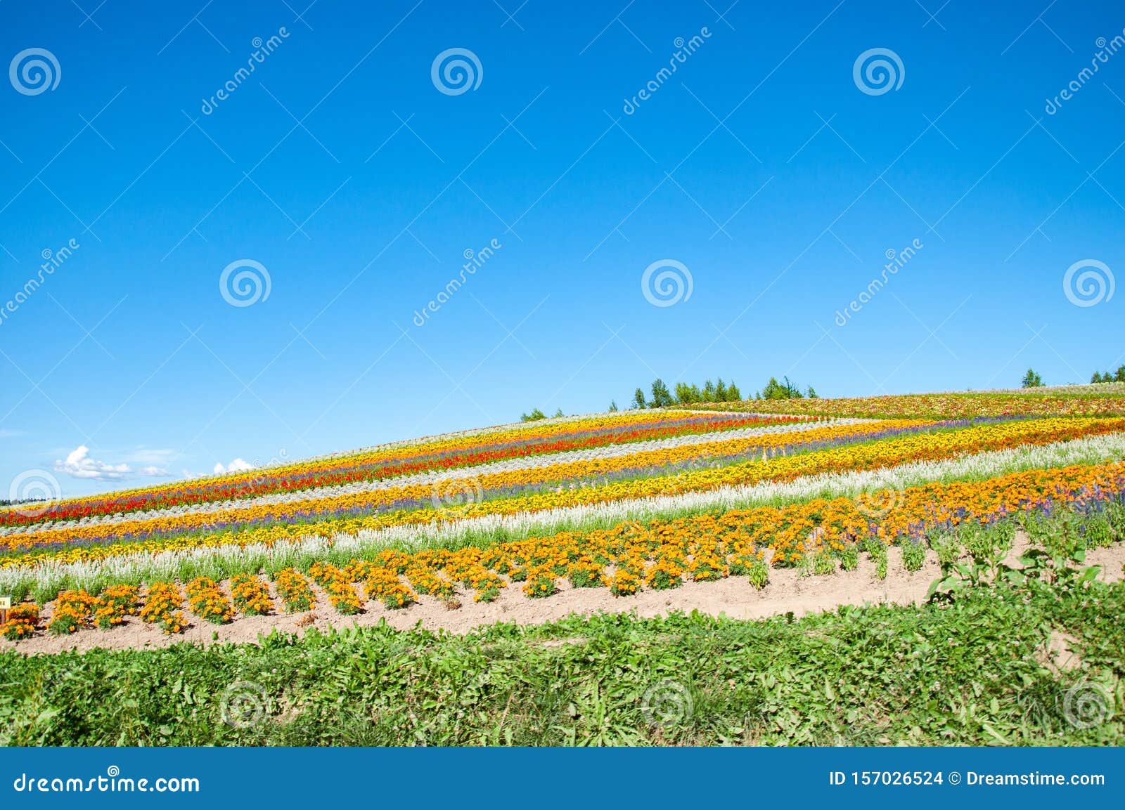 Colorfull Flower Farm with Clear Blue Sky Stock Photo - Image of farm ...