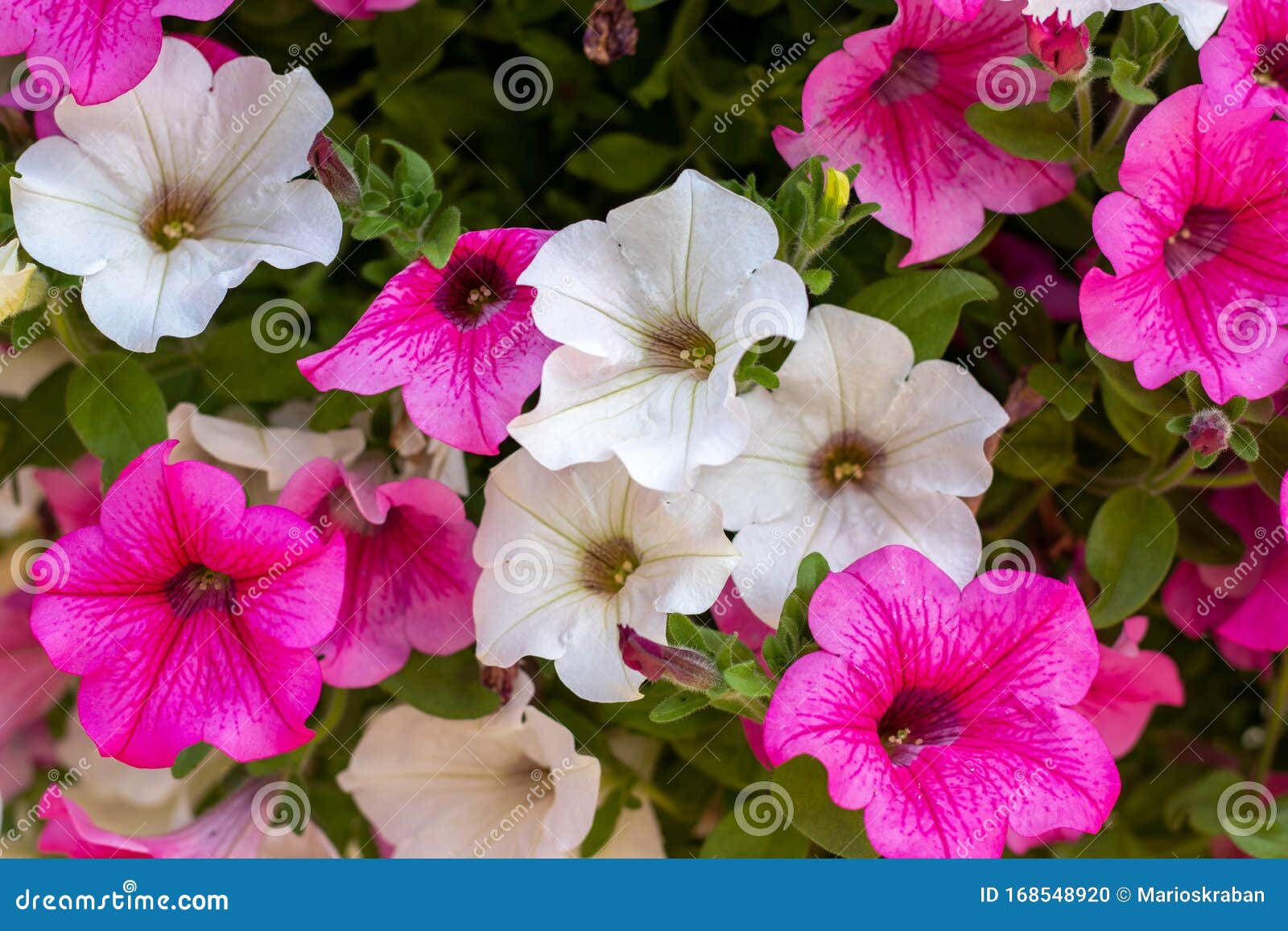 Colorfull White and Pink Flowers Stock Photo - Image of gift, florists ...