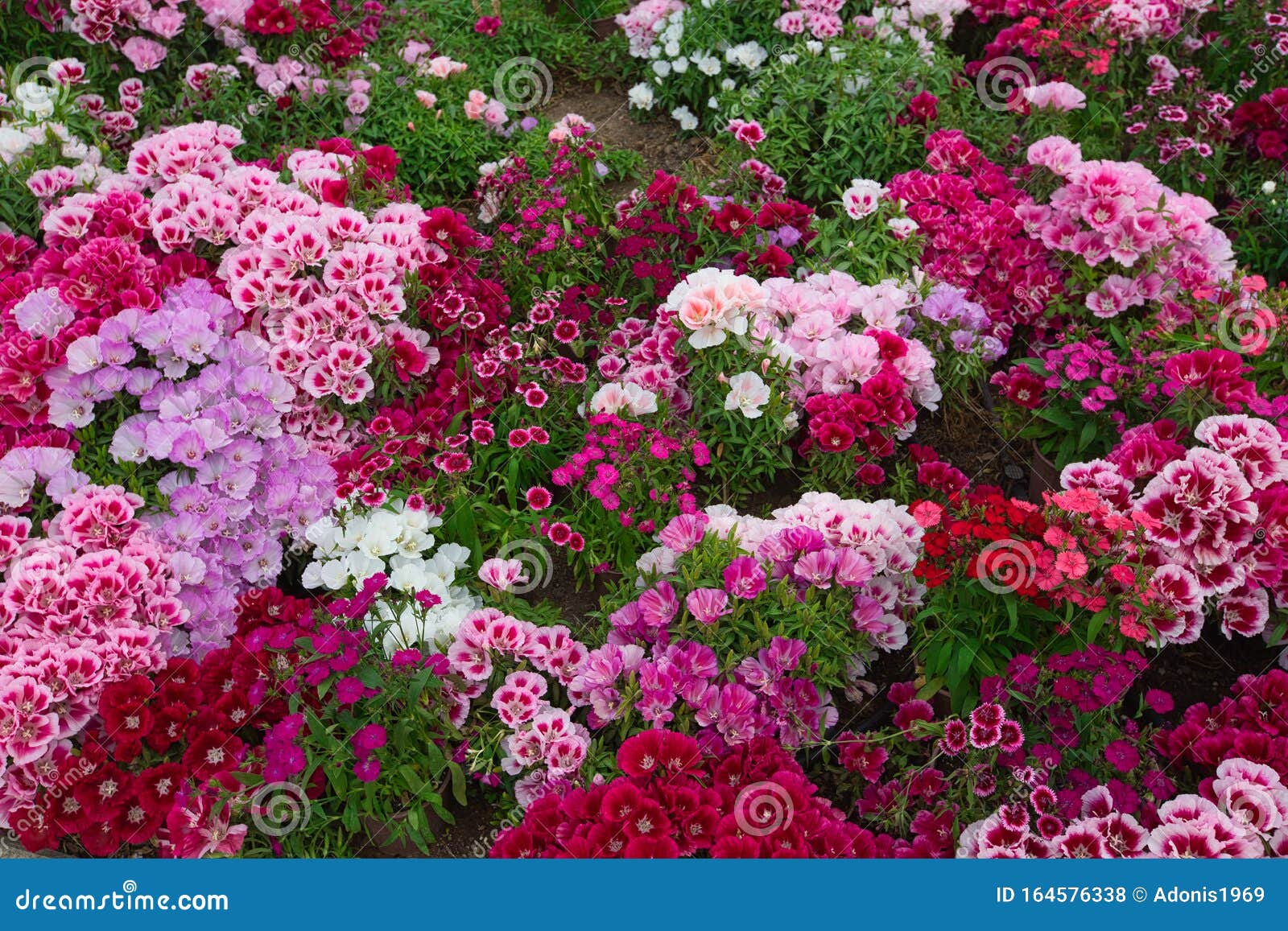 Colorfull flowers stock photo. Image of path, paseo - 164576338