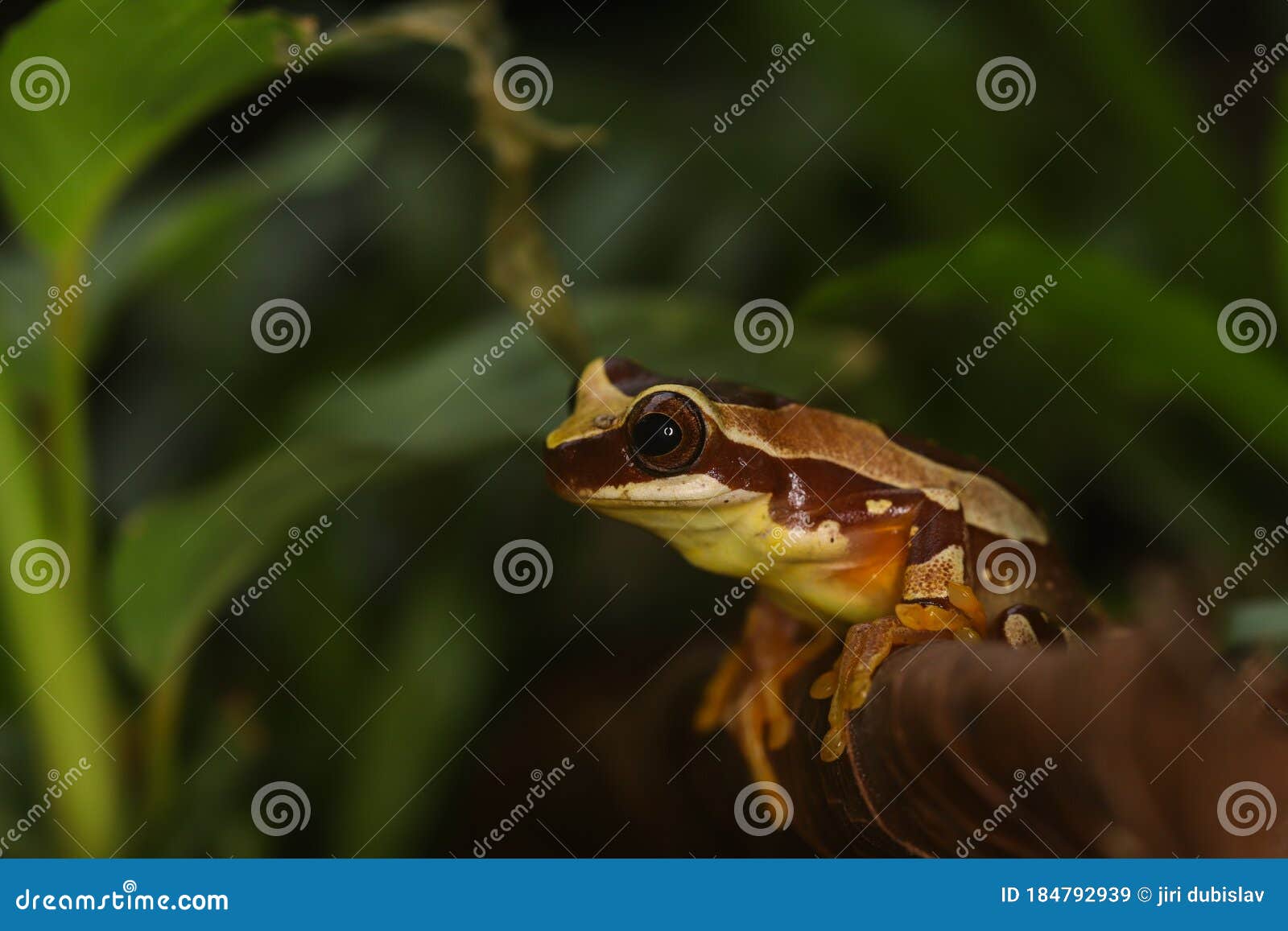 Colorfull Hourglass Tree Frog Stock Image - Image of colorfull, yellow ...