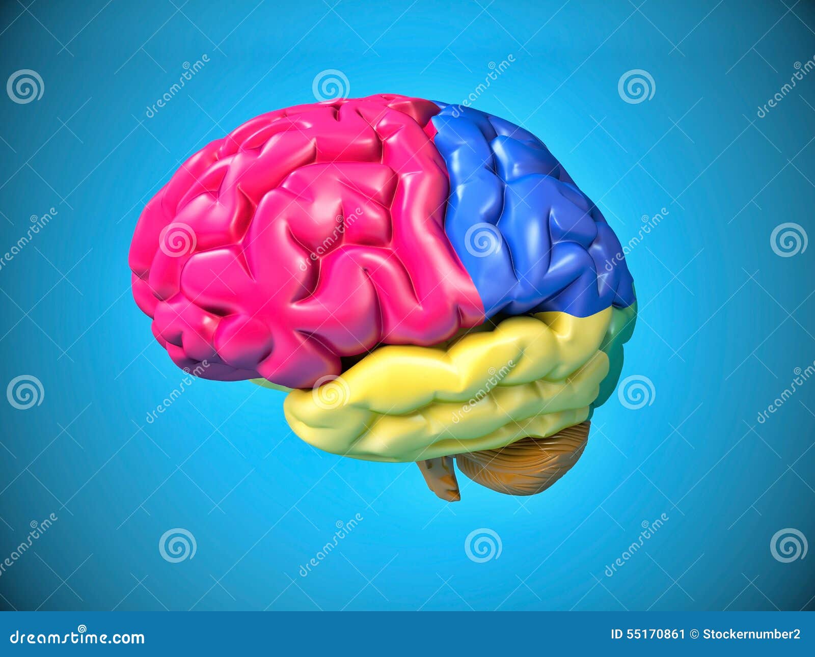 Colorfull human brain stock illustration. Illustration of human - 55170861