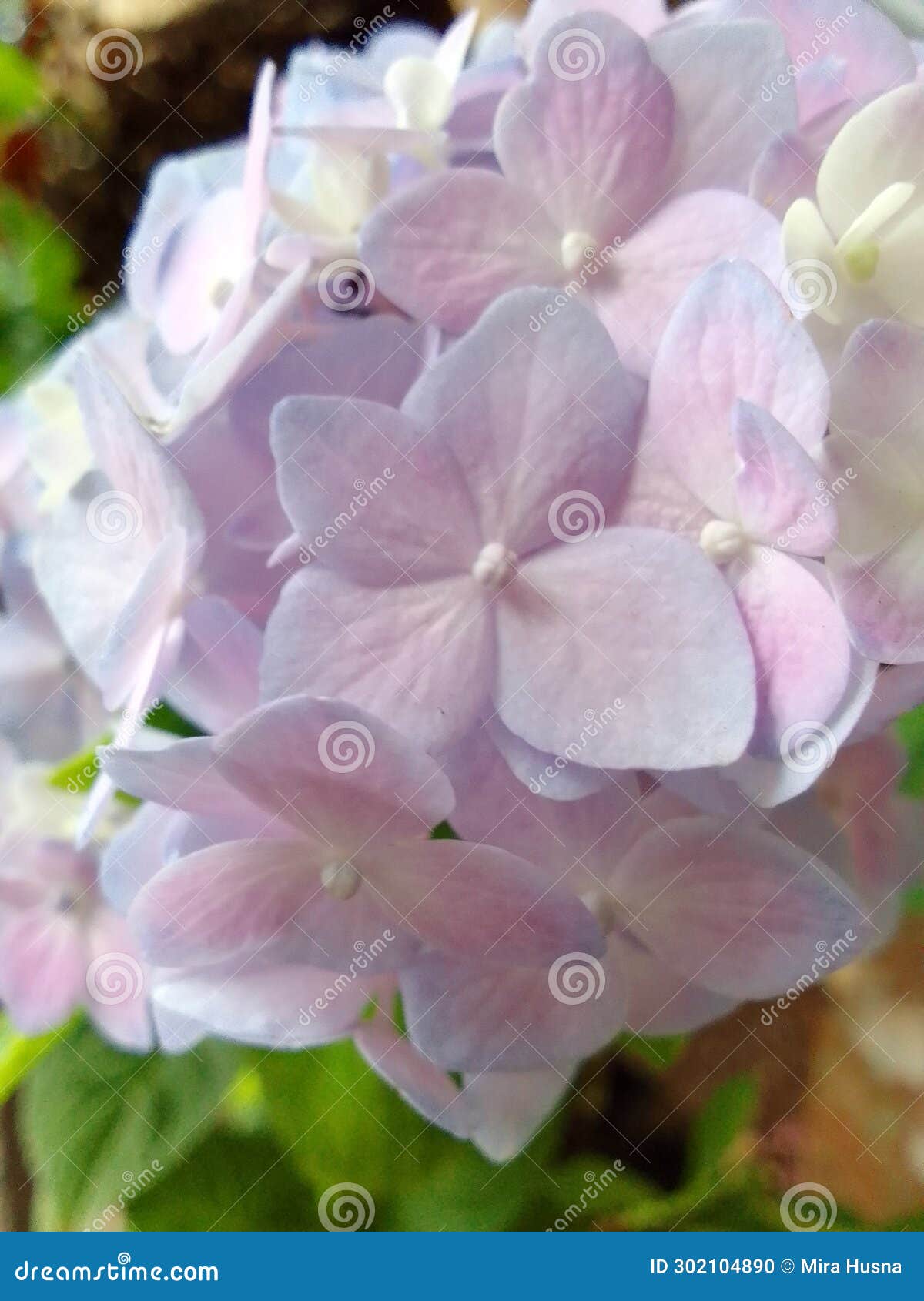 Colorfull of Hydrangea Pink Stock Photo - Image of purple, beautiful ...