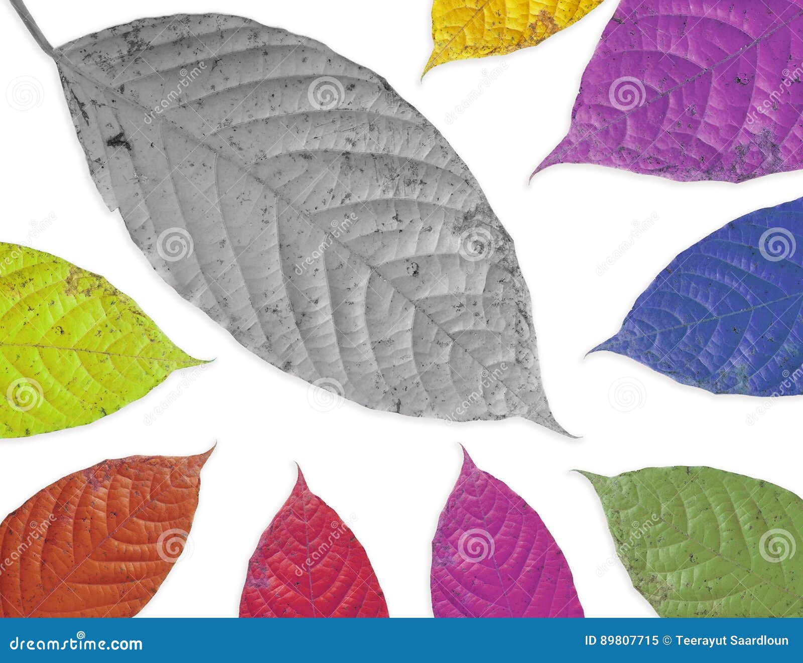 Colorfull leaf isolated stock image. Image of fresh, design - 89807715