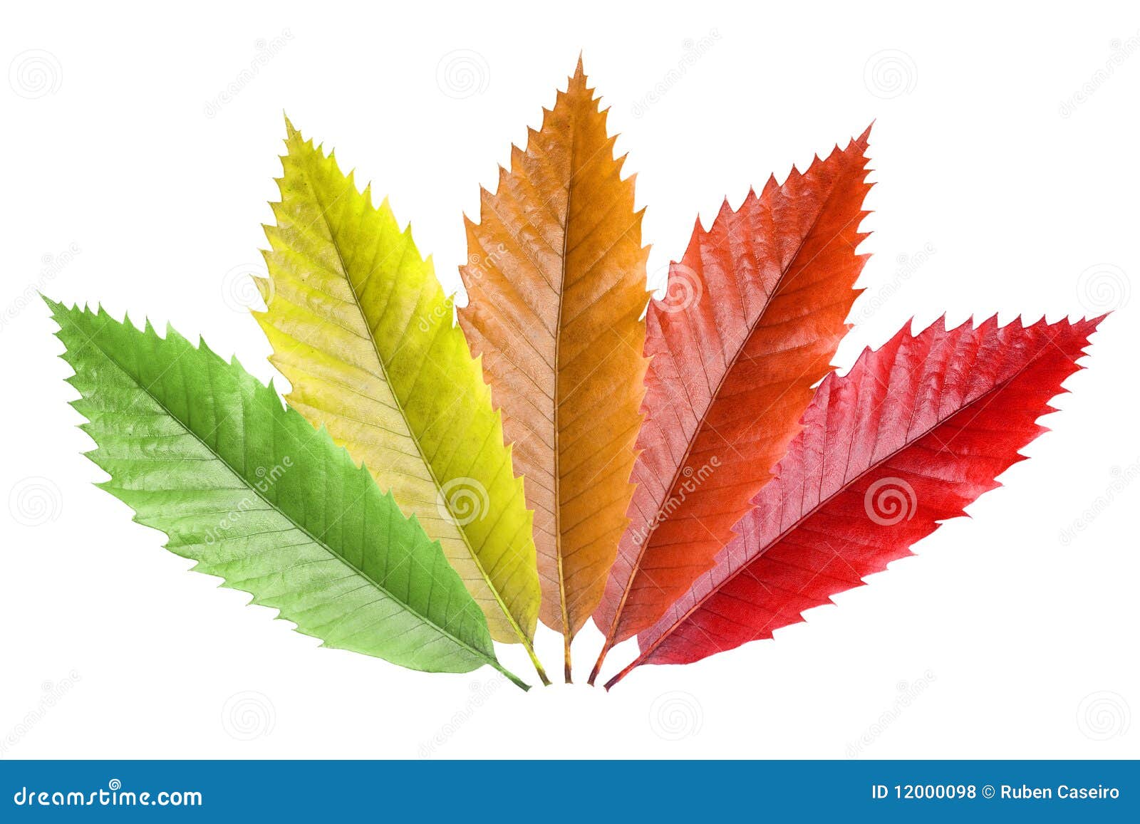 Colorfull leafs stock photo. Image of chestnut, leaf - 12000098