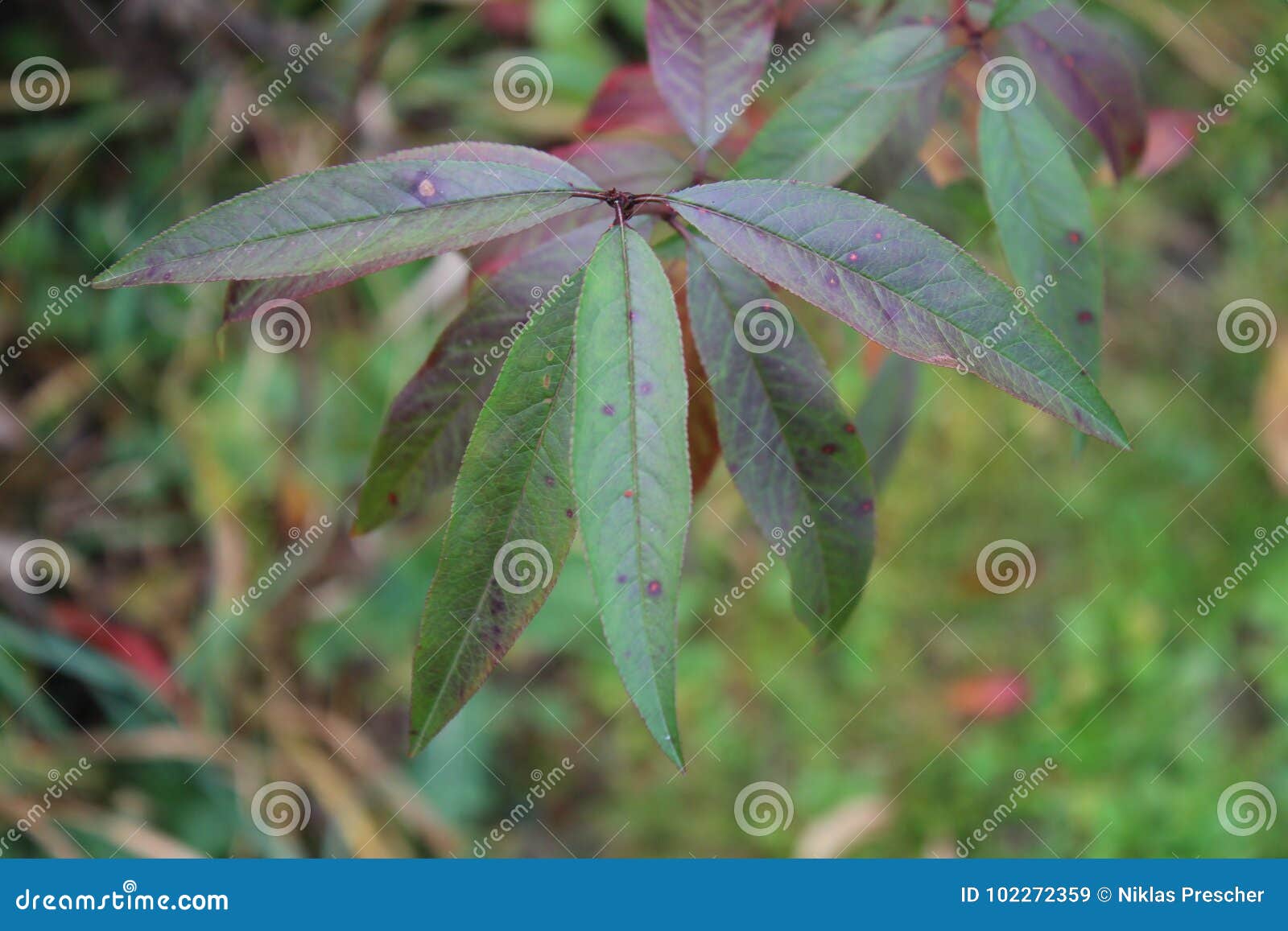 Awesome leaves stock image. Image of awesome, nature - 102272359