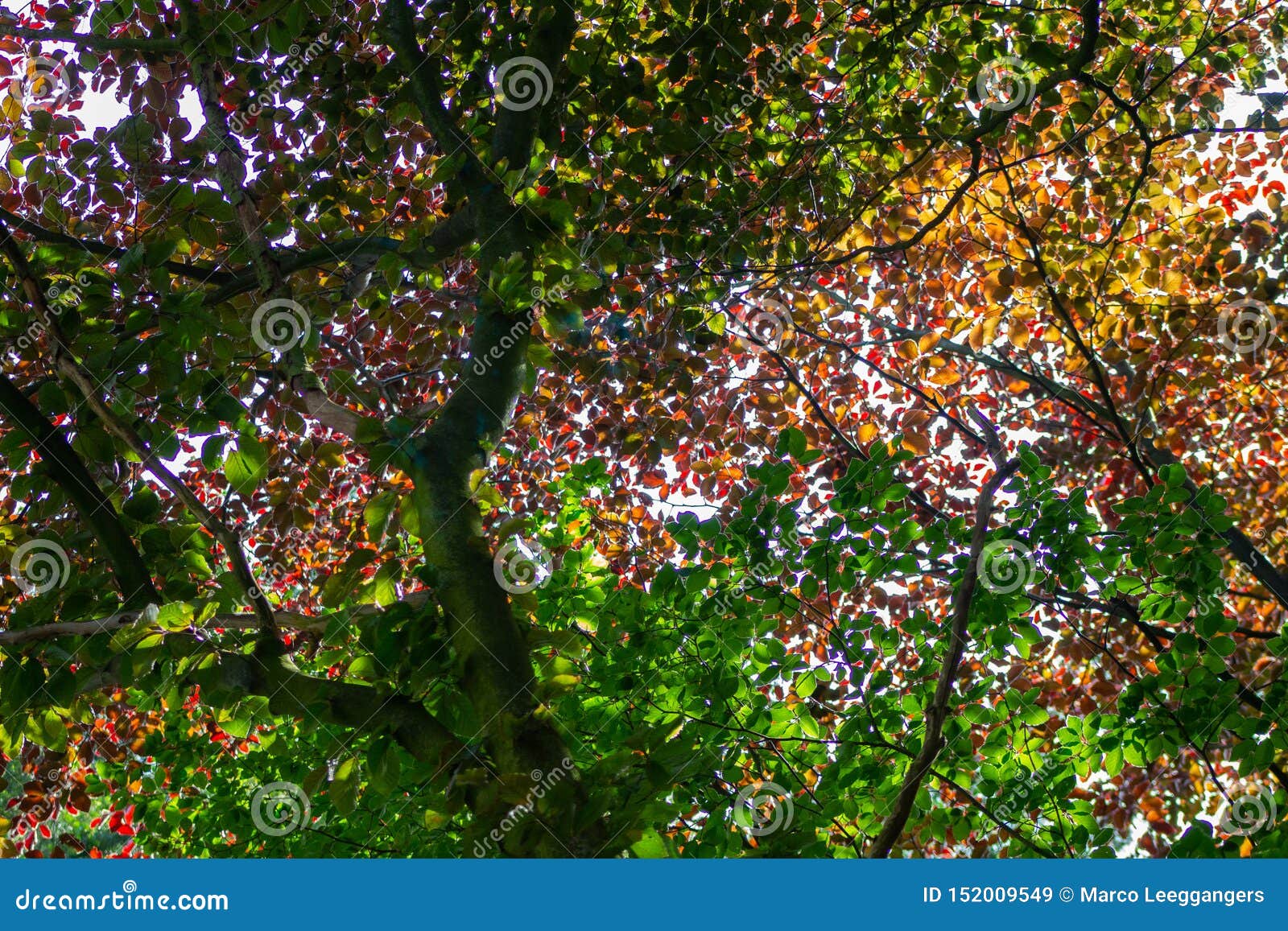 Colorfull Leaves in the Summer Nice Background Stock Image - Image of ...
