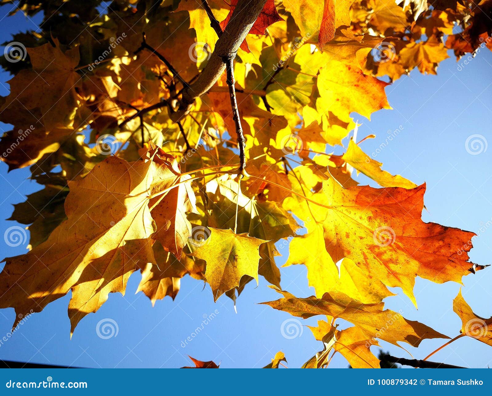 Maple tree in autumn stock photo. Image of close, sunlight - 100879342