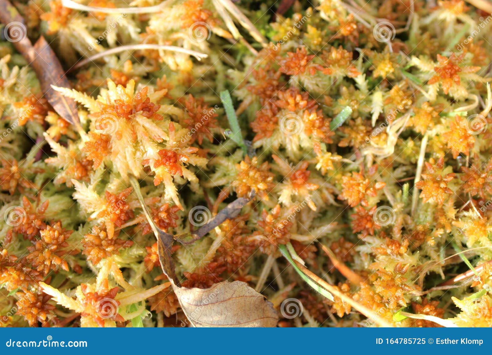 Moss stock image. Image of orange, detail, moss, detailed - 164785725