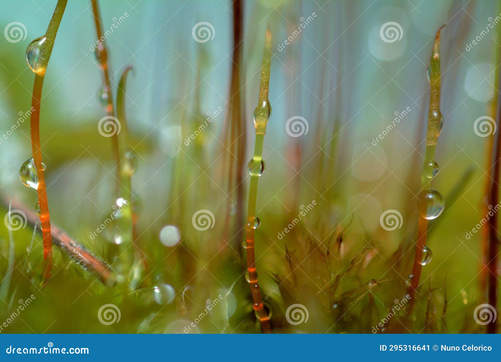 Colorfull Moss with Rainwater Drops Stock Image - Image of orange ...