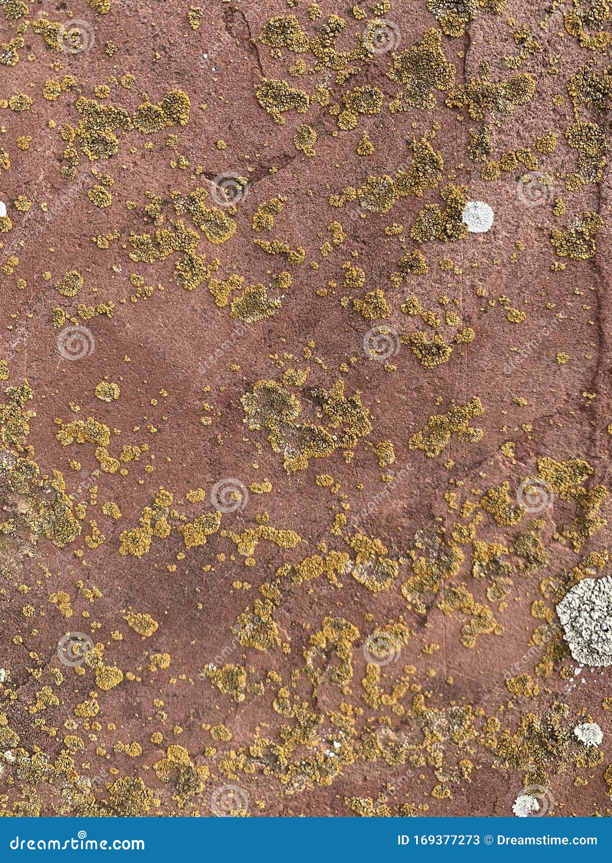 Colorfull Moss on the Stone Photo Texture Stock Image - Image of bushy ...