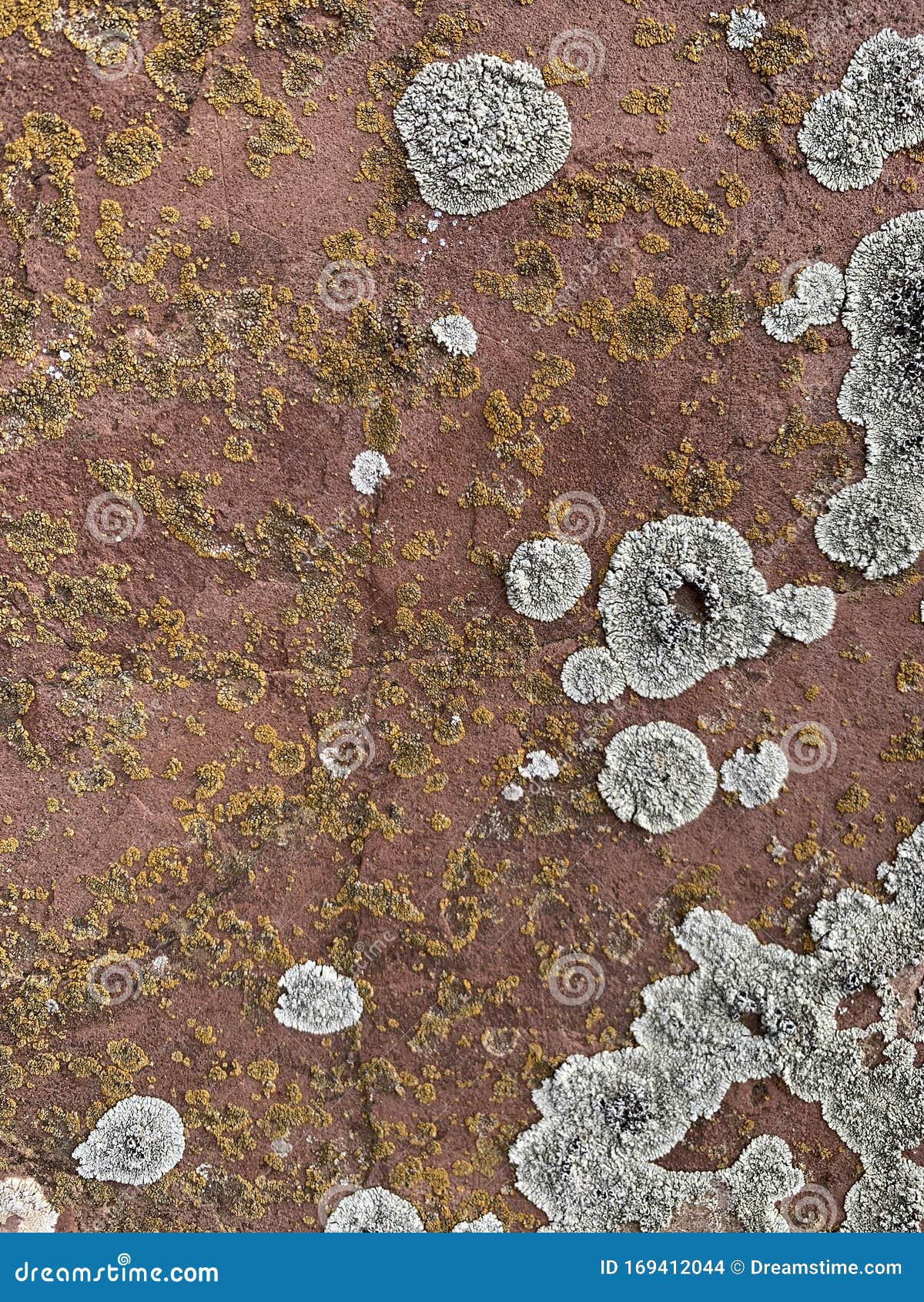 Colorfull Moss on the Stone Photo Texture Stock Photo - Image of ...