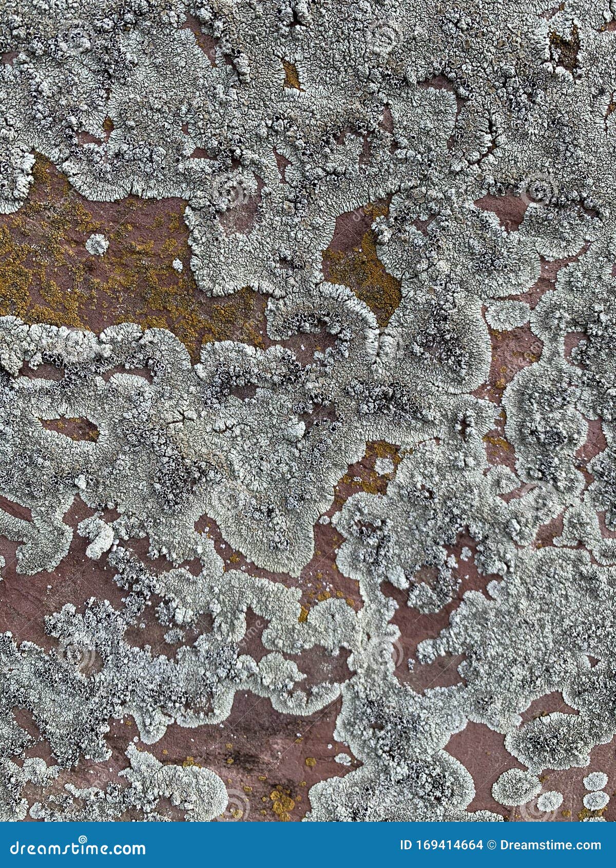 Colorfull Moss on the Stone Photo Texture Stock Photo - Image of ...