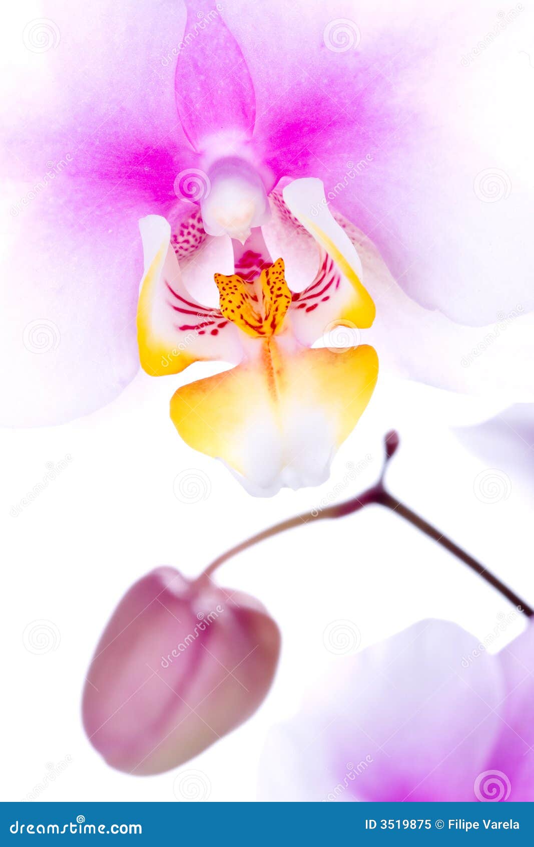 Colorfull orchid stock image. Image of glorious, environment - 3519875
