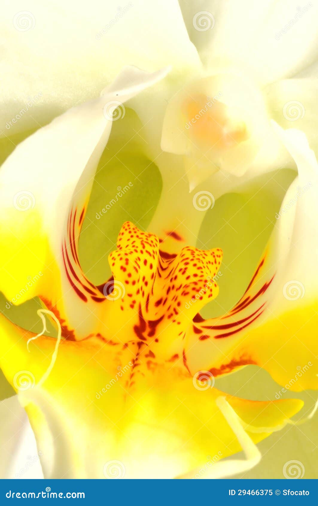 Colorfull orchid macro stock image. Image of yellow, isolated - 29466375