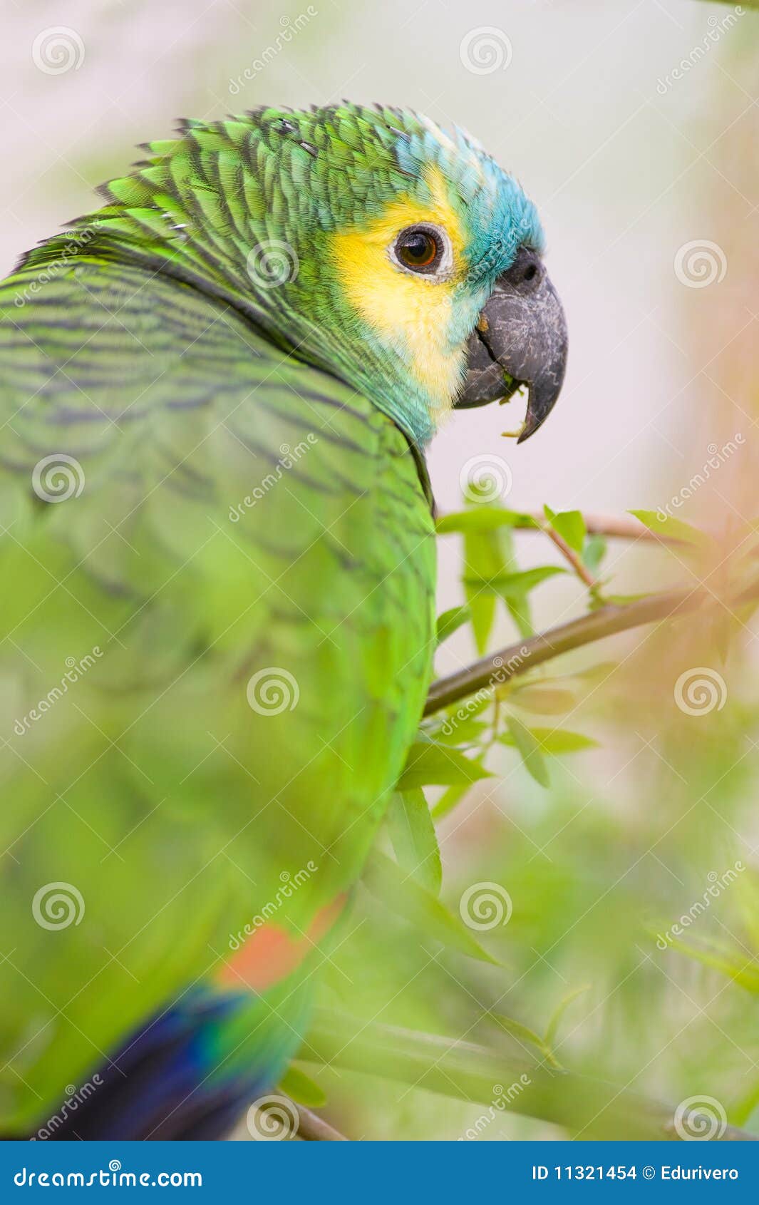 Colorfull Parrot stock photo. Image of copy, isolated - 11321454