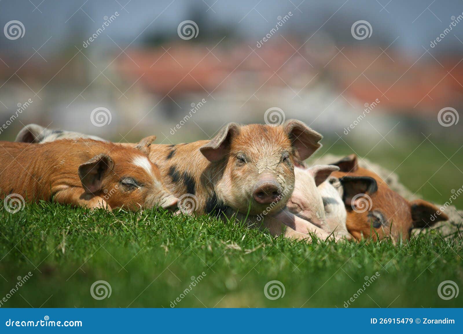 Colorfull pigs stock image. Image of food, nature, pink - 26915479