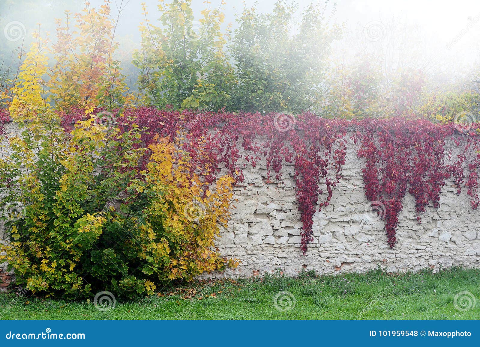 Colorfull Plants Shrubs and Bushes at the Fall. Stock Photo - Image of ...