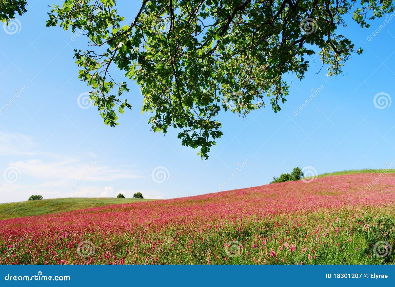 Colorfull prairie stock image. Image of grass, country - 18301207