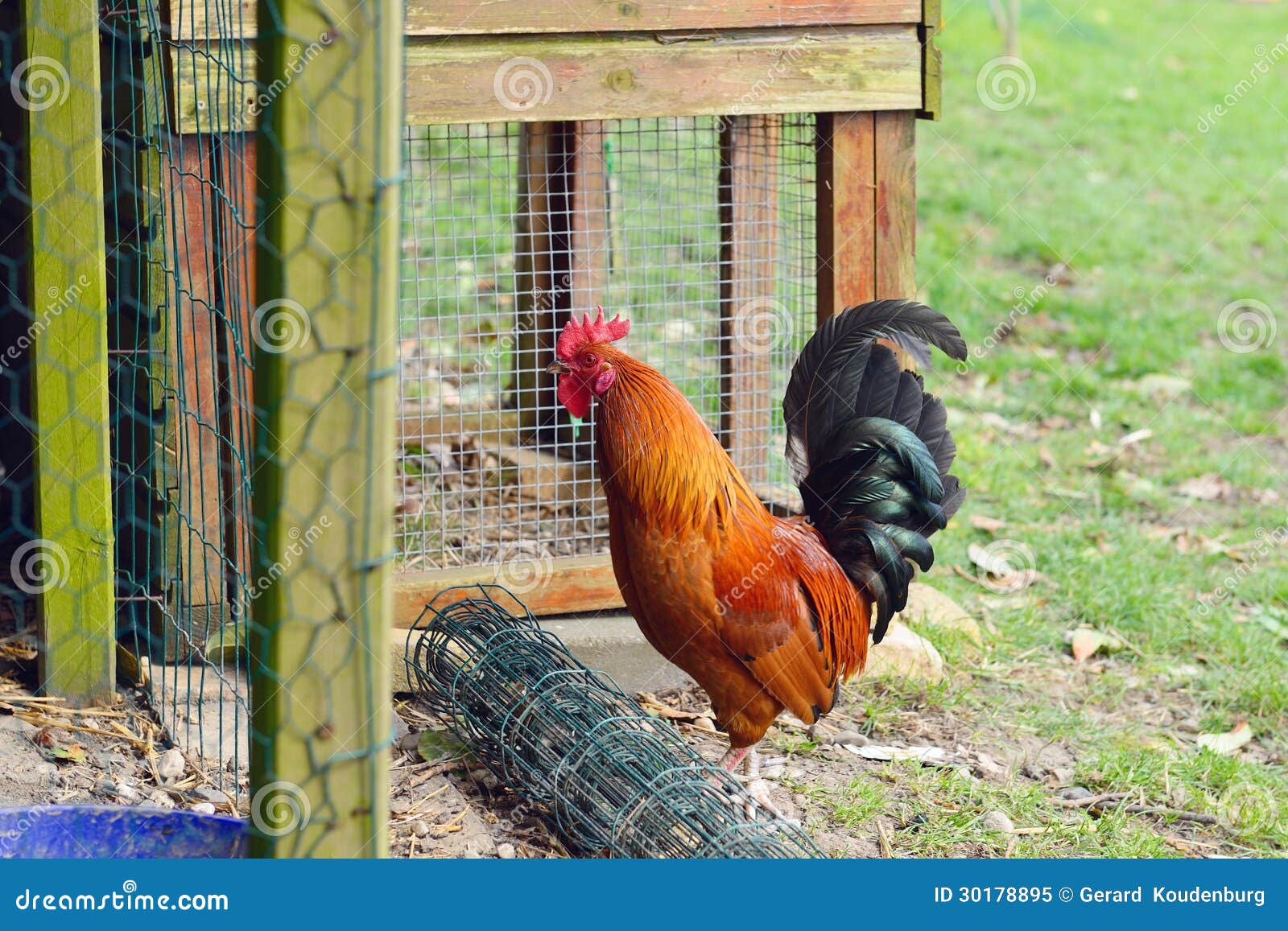 Rooster Looking in Chicken Ren Stock Image - Image of garden, standing ...