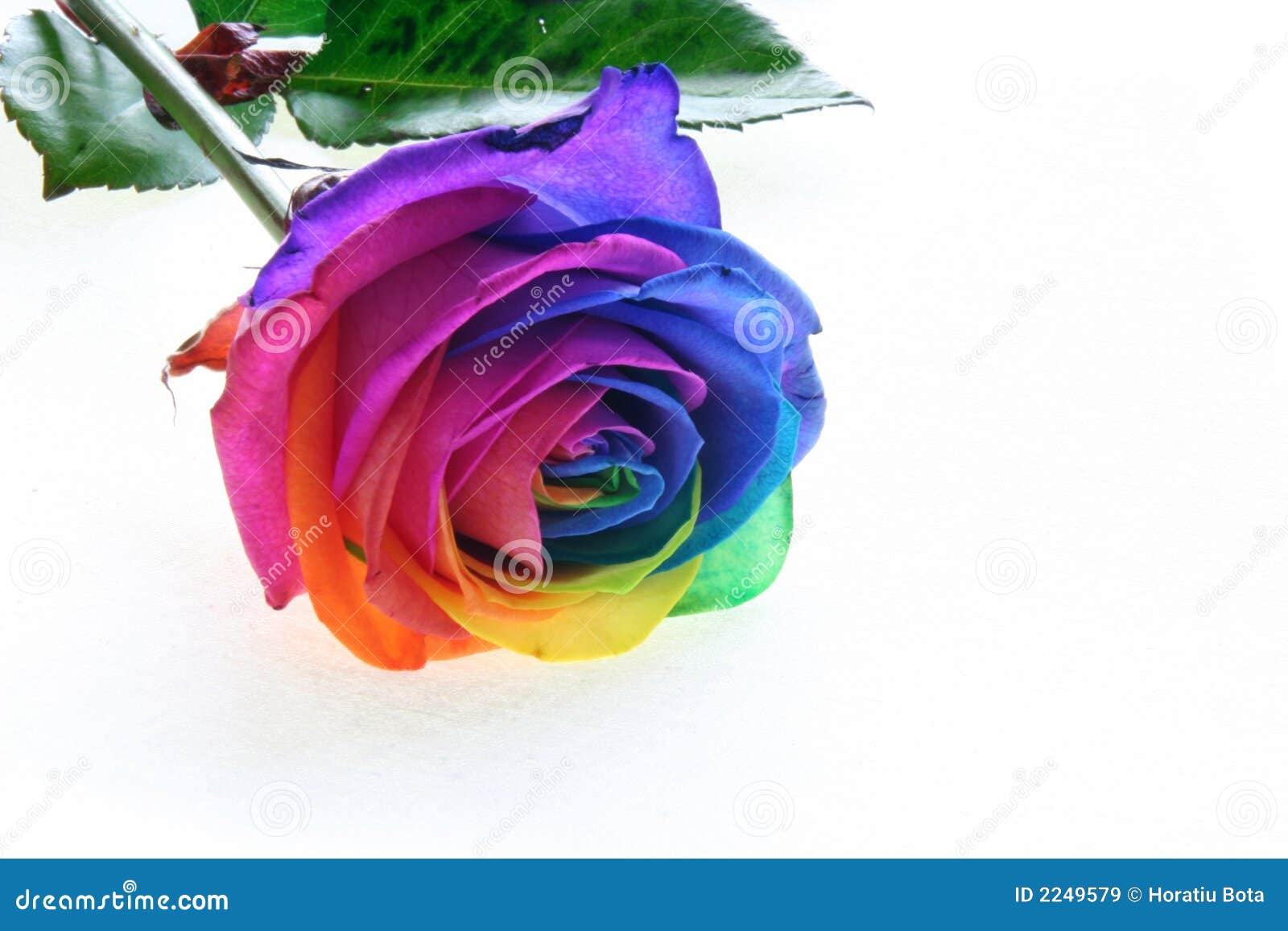 Colorfull rose stock image. Image of yellow, shadow, plaster - 2249579