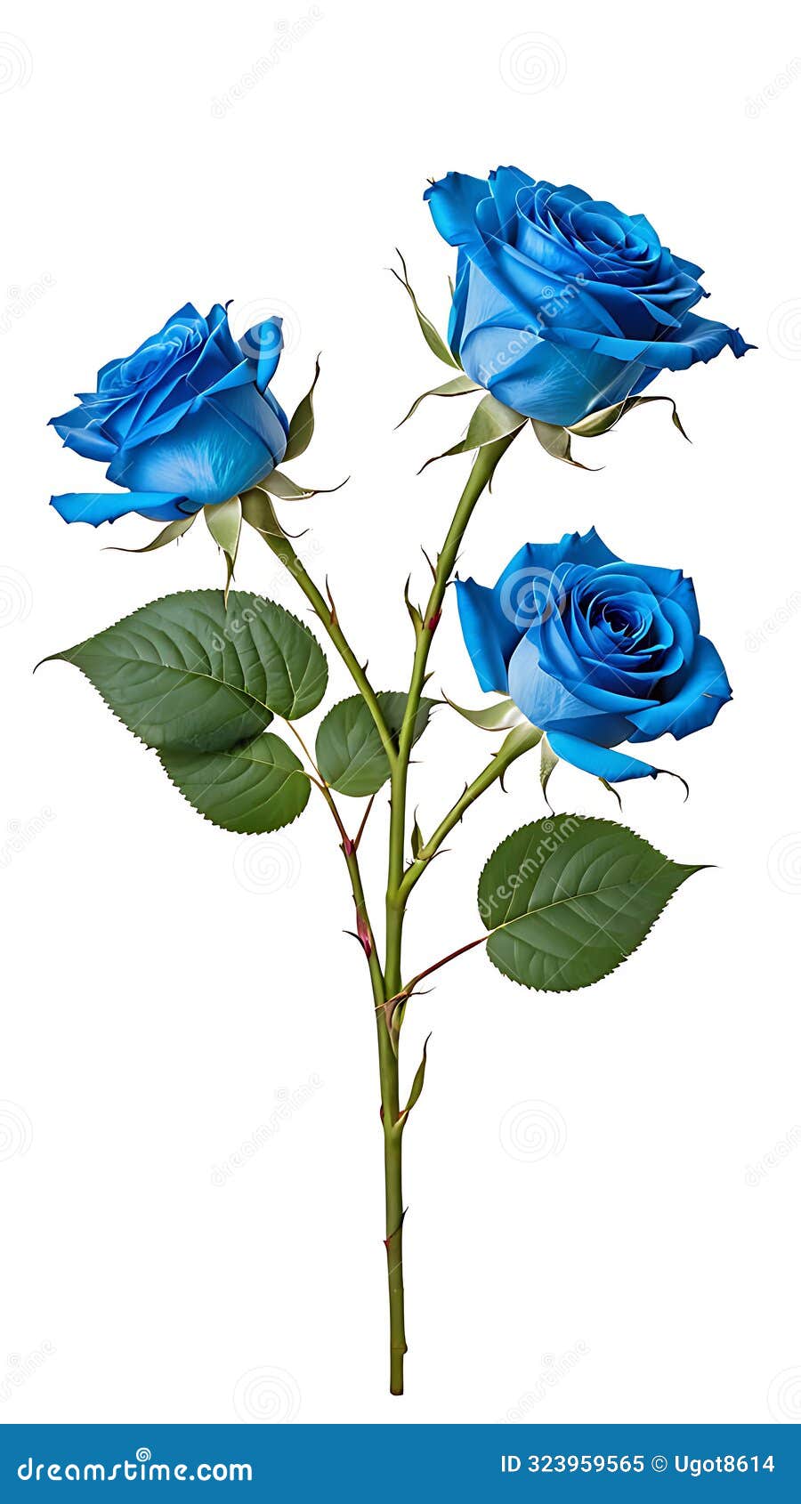 Colorfull Rose Isolated ,fragrant Red Rose with Leaf Stock Illustration ...