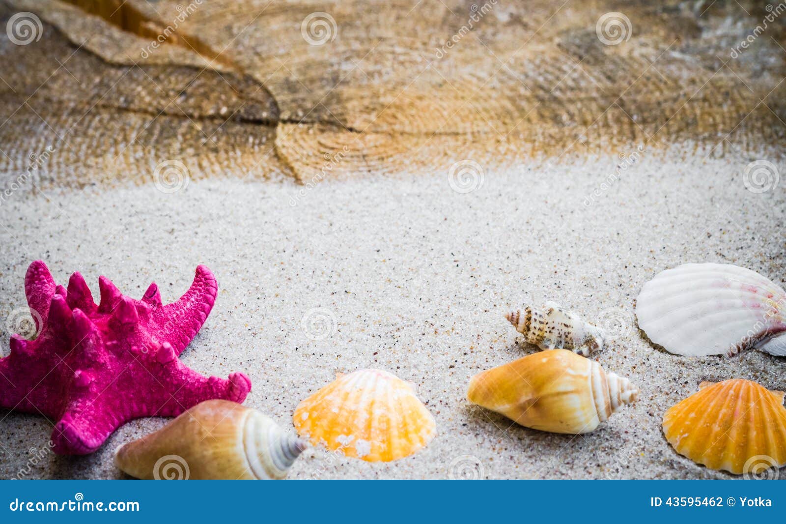 Colorfull Sea Shells Sand Board Stock Photo - Image of relaxation ...