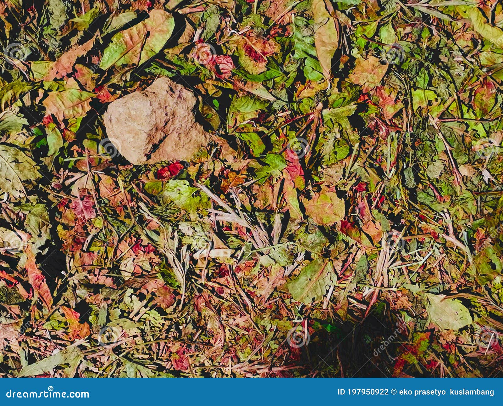 Colorfull Summer Falling Leaf Stock Photo - Image of branch, trunk ...