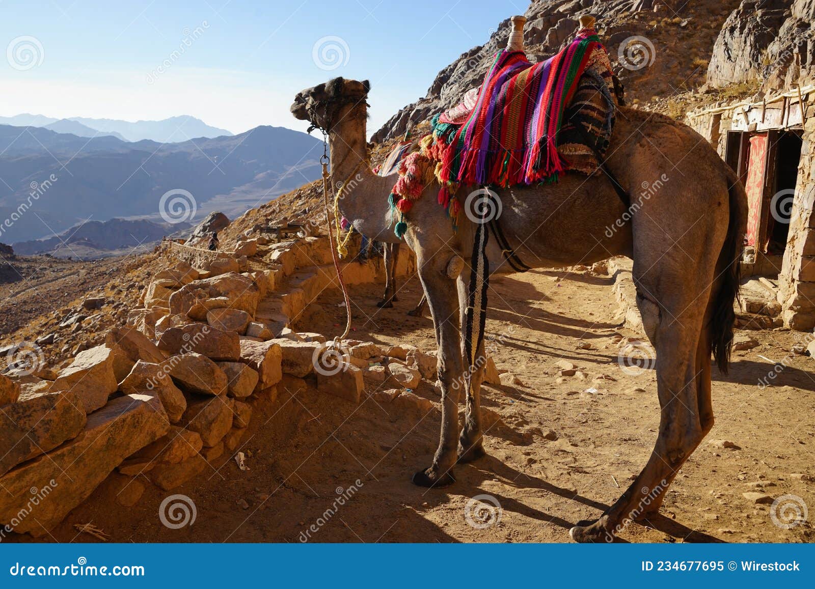 Colorfully Saddled Camel in the Mountains Stock Image - Image of sinai ...