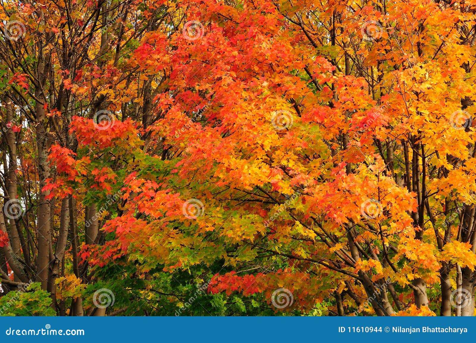 Colori Assorted Della Natura Fotografia Stock - Immagine di foglio ...