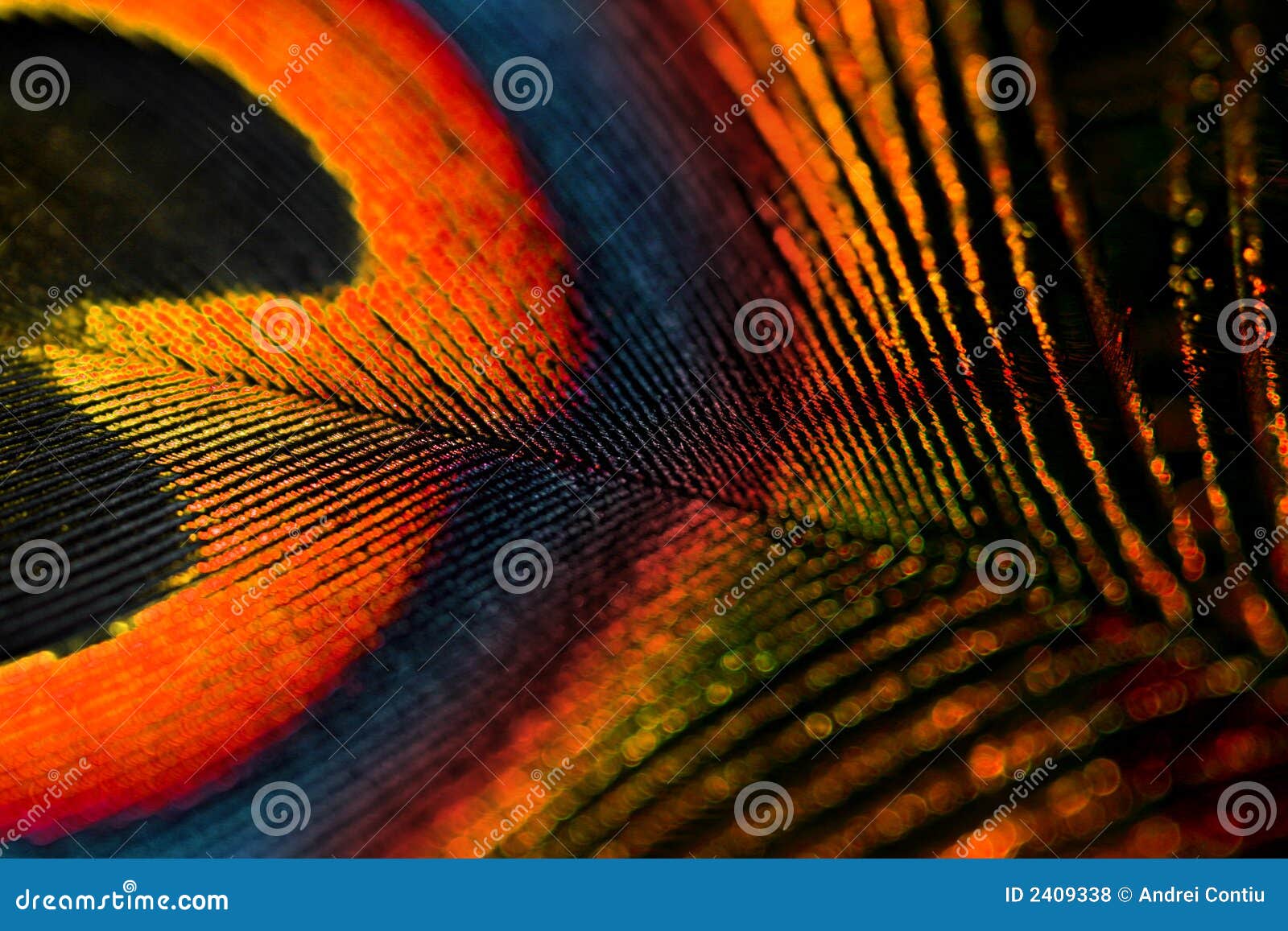 Colori della piuma fotografia stock. Immagine di animale - 2409338