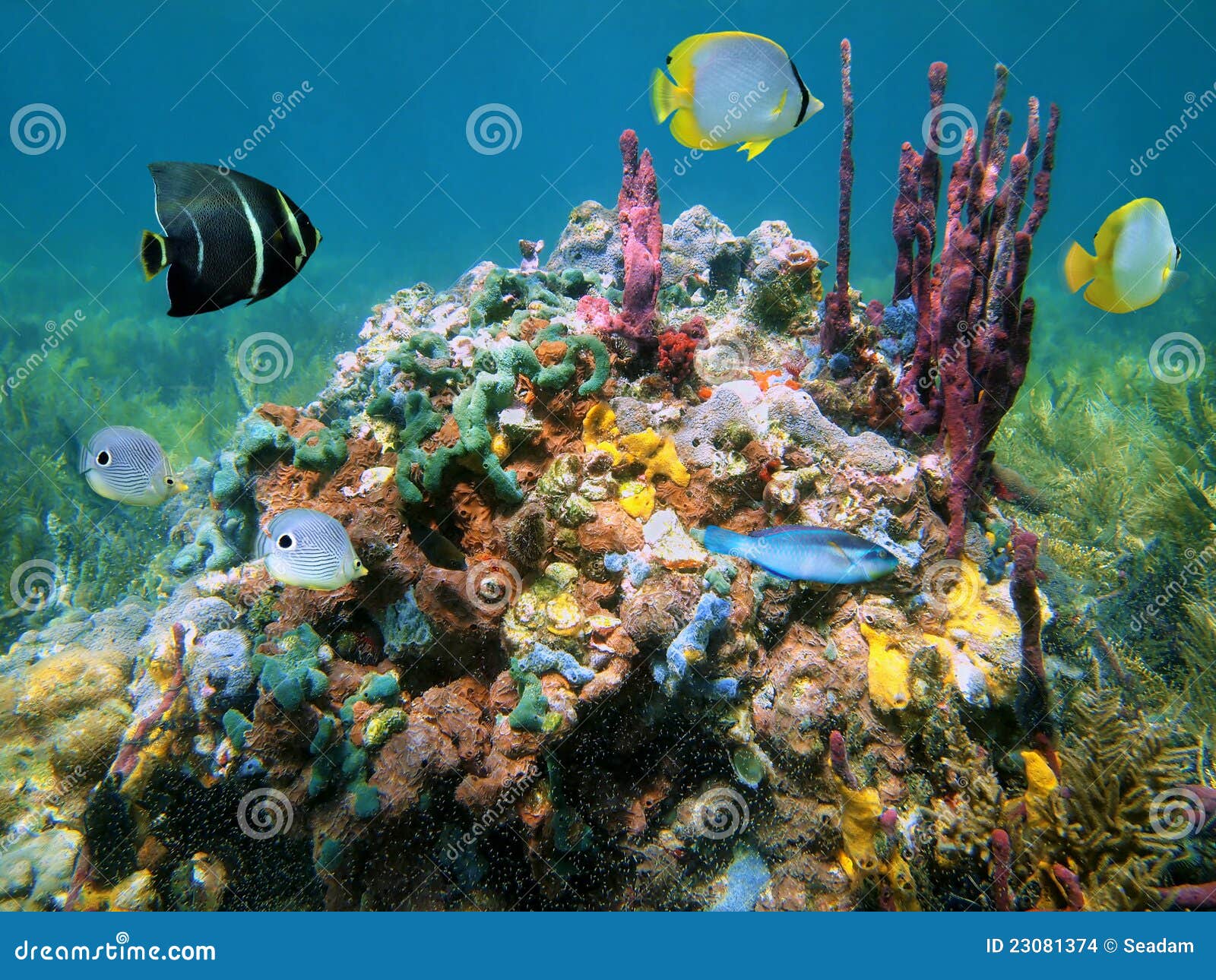 Colori Delle Spugne Del Mare Fotografia Stock - Immagine di seabed ...