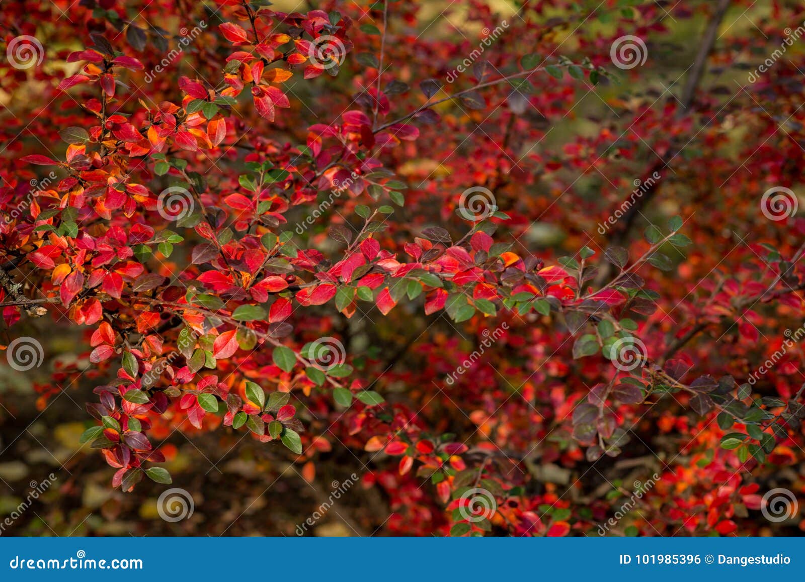 Colori Di Autunno Dei Cespugli Fotografia Stock - Immagine di sfondo ...