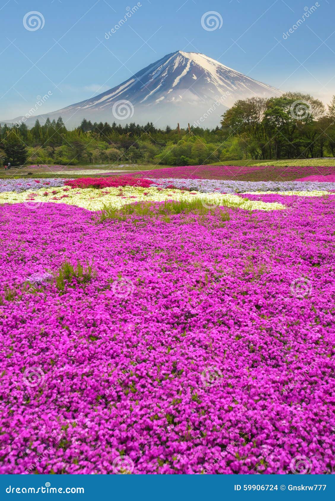 Colorido Da Montanha Fuji Com Campo De Flor Foto de Stock - Imagem de ...