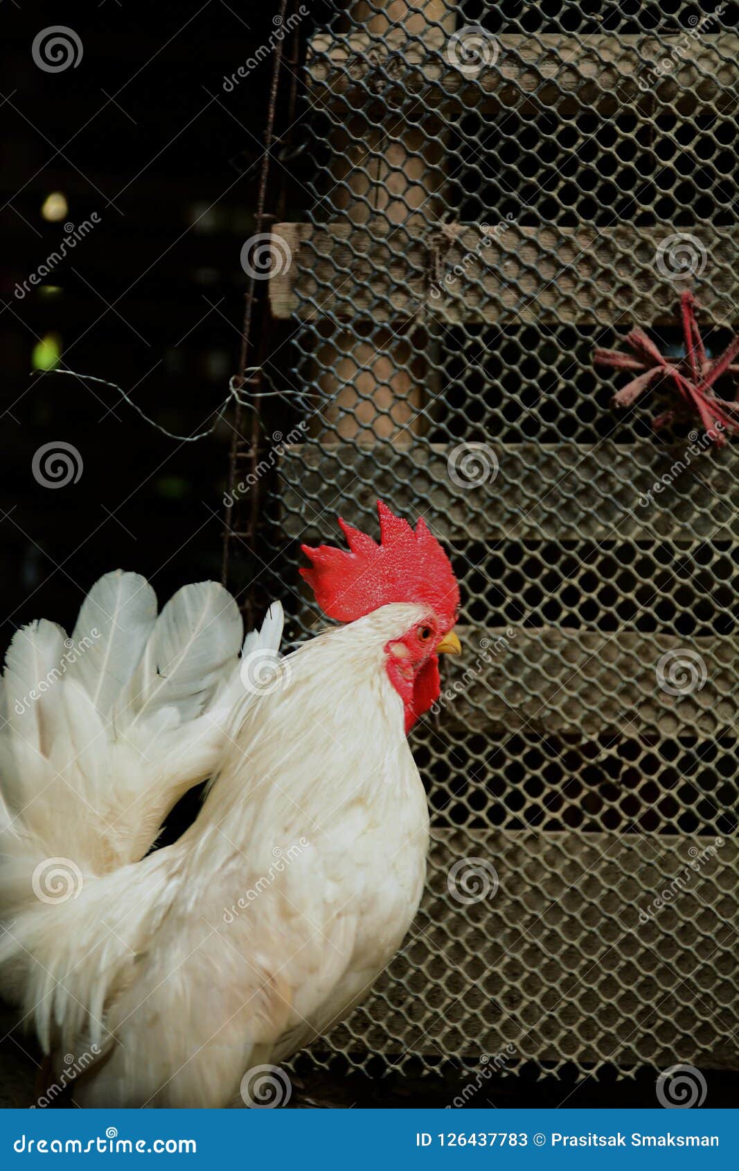 Colorido del pollo enano imagen de archivo. Imagen de poultry - 126437783