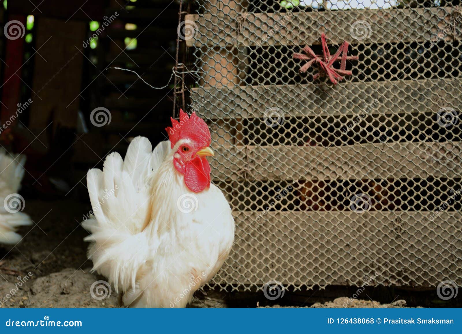 Colorido del pollo enano foto de archivo. Imagen de gallina - 126438068